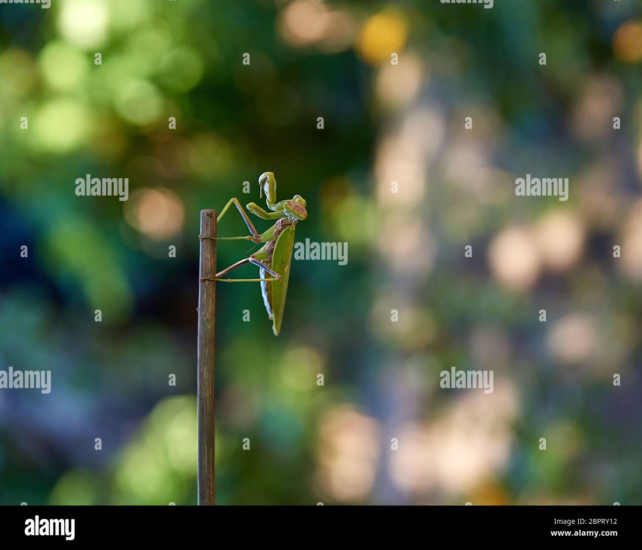 green big mantis crawling up the stick, blurred green background with ...