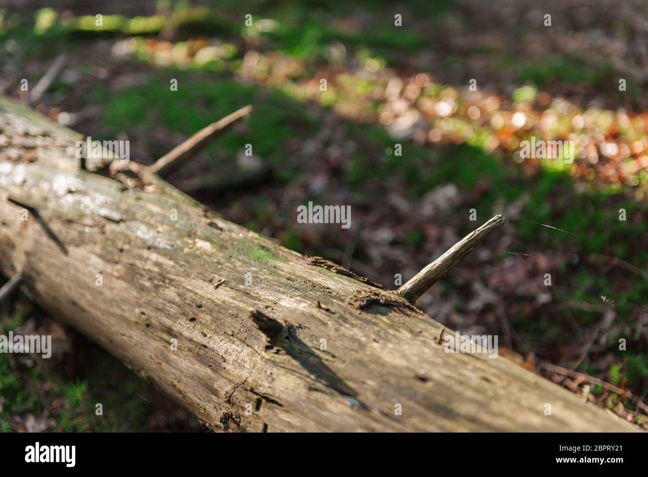 Debarked trunk hi-res stock photography and images - Alamy