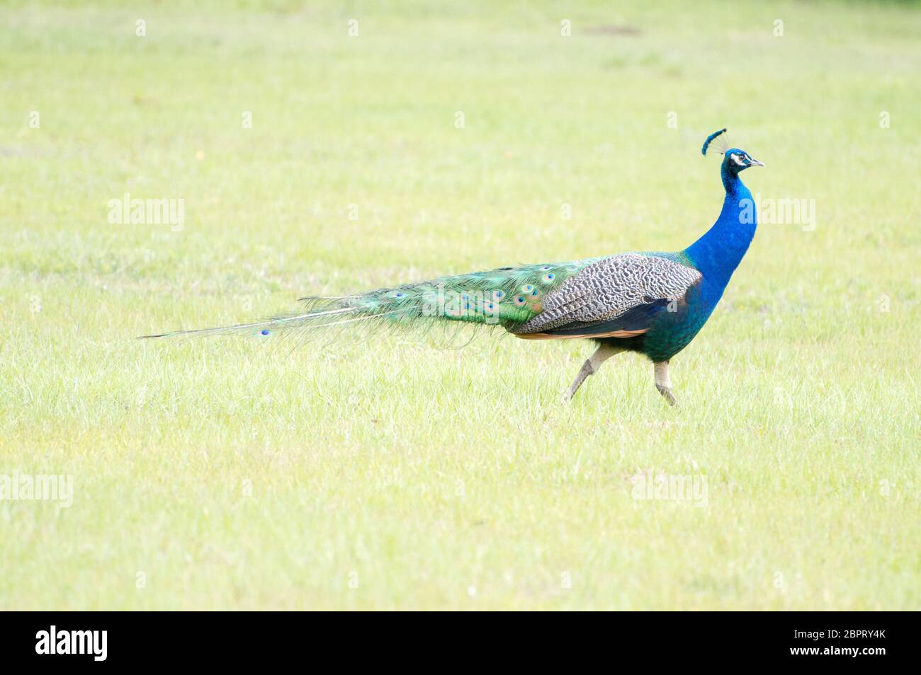 Beautiful strutting Peacock full of color Stock Photo - Alamy