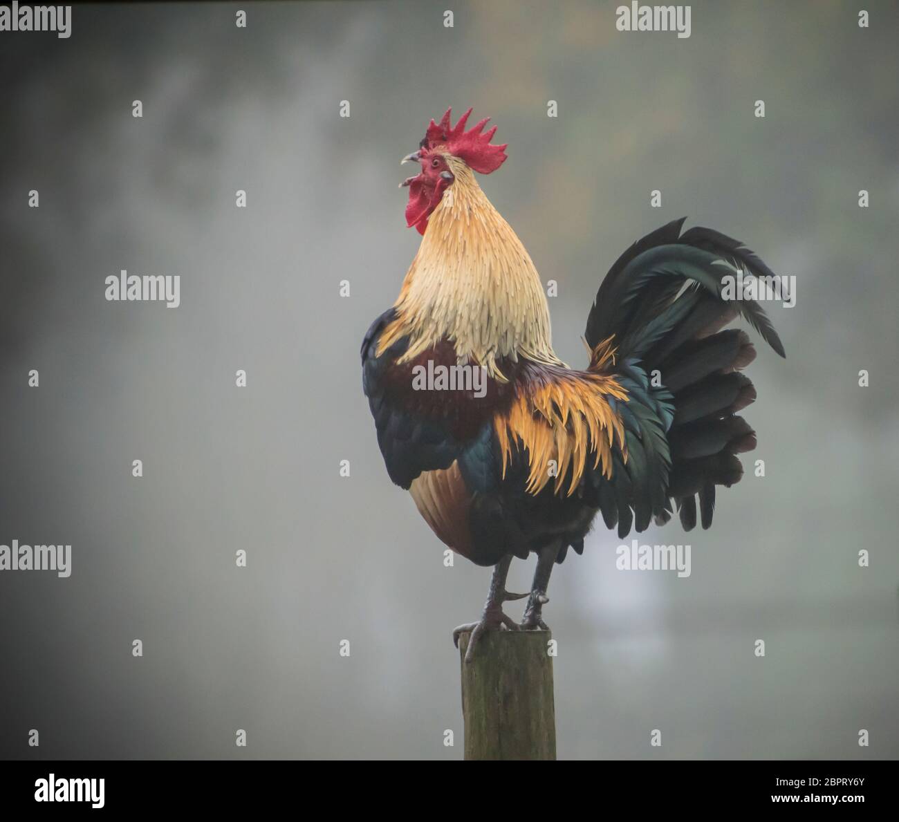 Beautiful rooster crowing loud in the early morning fog Stock Photo - Alamy