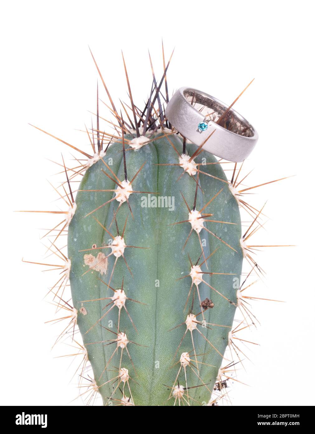 Romantic wedding ring on Cactus and white background Stock Photo - Alamy