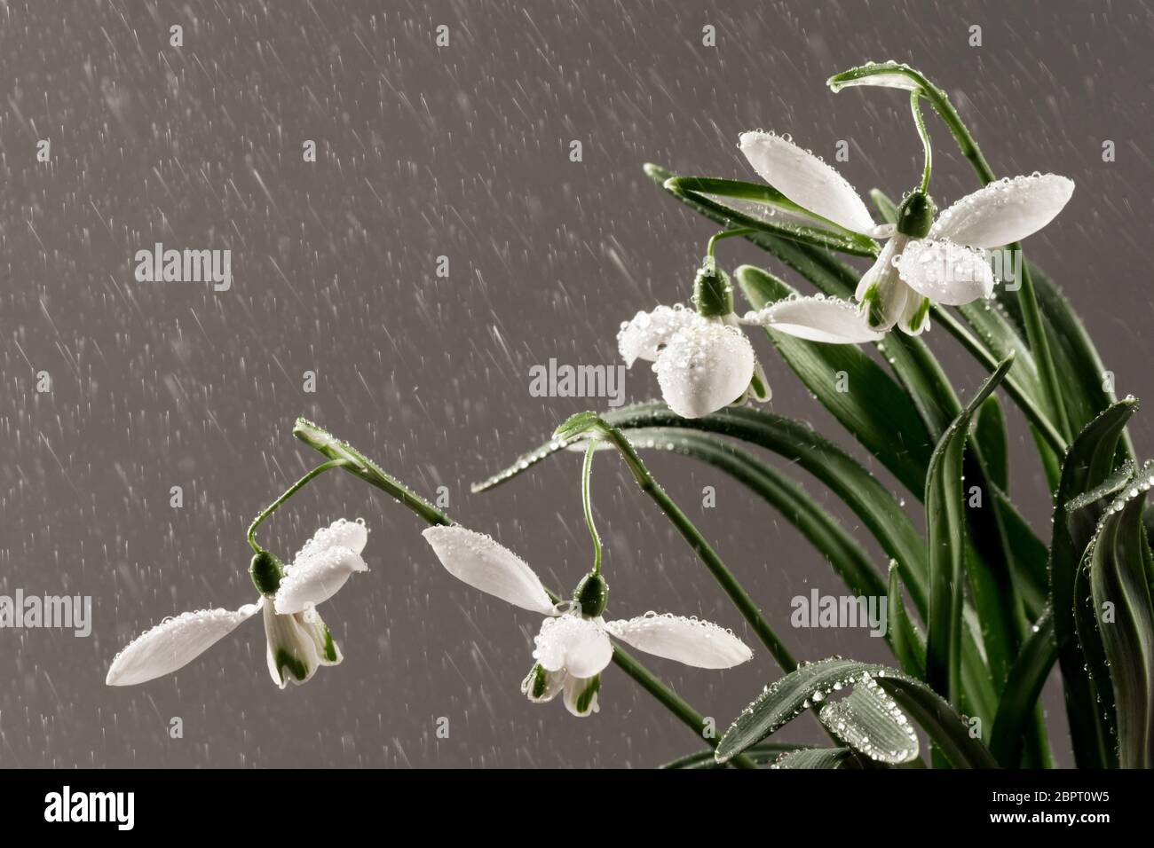 The white snowdrop flower is wet in rainy day on gray background Stock ...