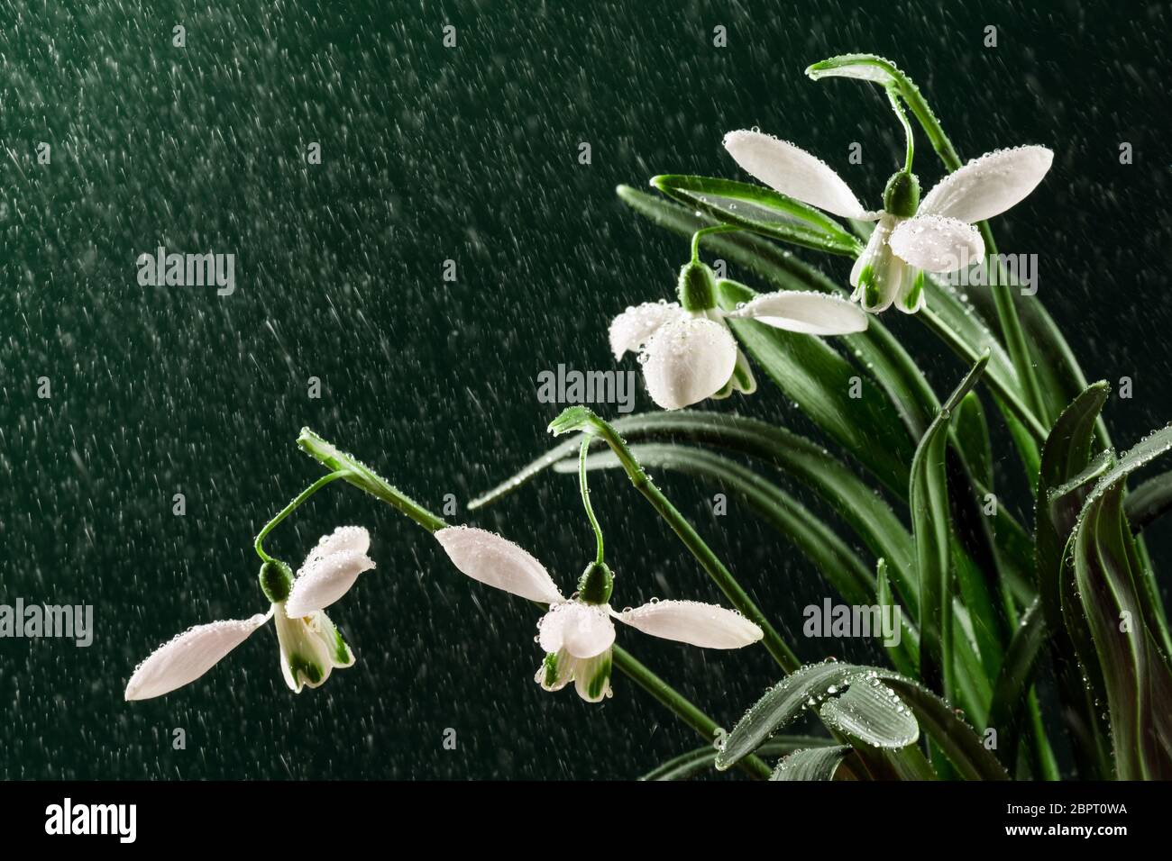 The beautiful snowdrop flower is wet on rainy day on dark green ...