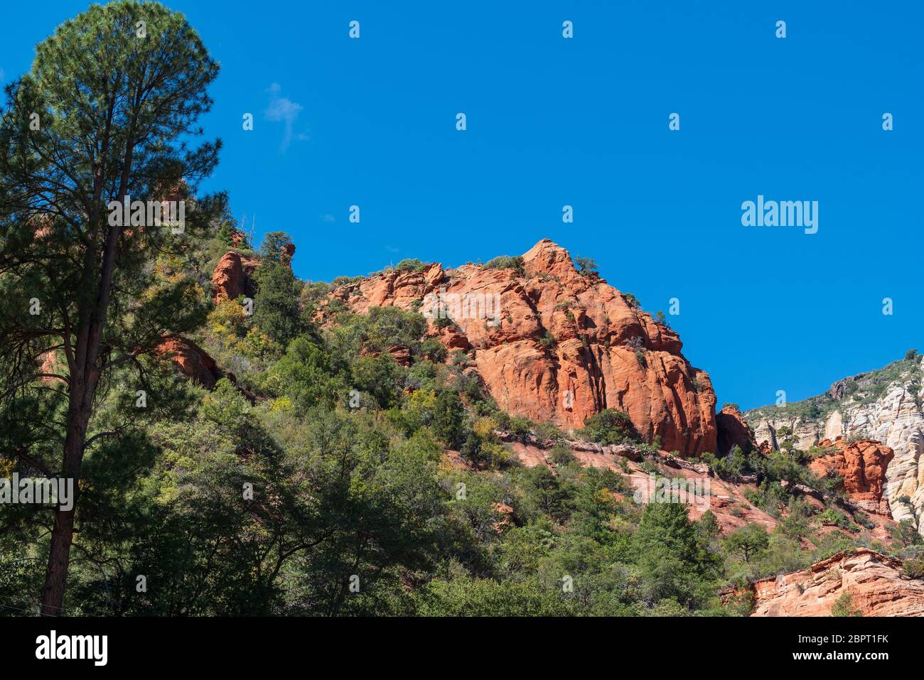Rock slide trees hi-res stock photography and images - Alamy