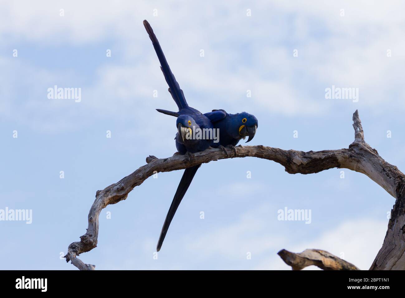 Couple of Hyacinth macaw from Pantanal, Brazil. Brazilian wildlife ...