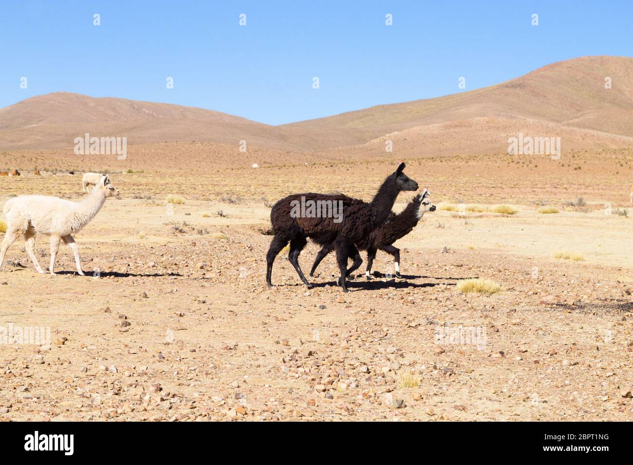 Bolivian llama breeding on Andean plateau,Bolivia Stock Photo - Alamy