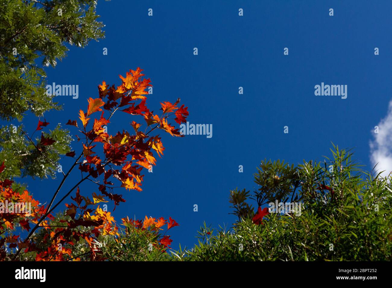 Autumn colours standing out Stock Photo - Alamy