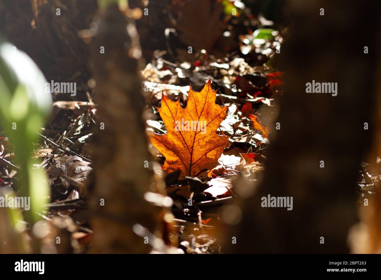Autumn colours standing out Stock Photo - Alamy