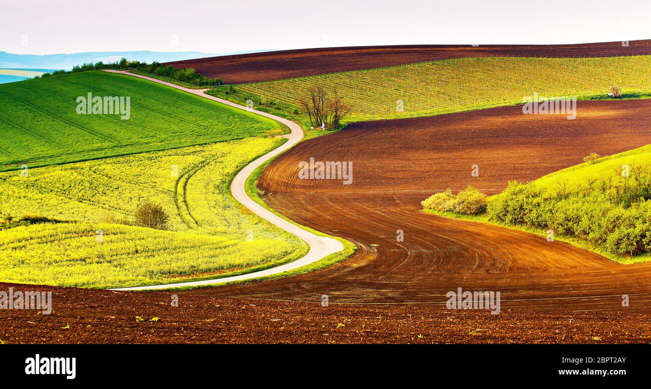 Spring rural landscape. Agriculture green and yellow fields and meadows ...