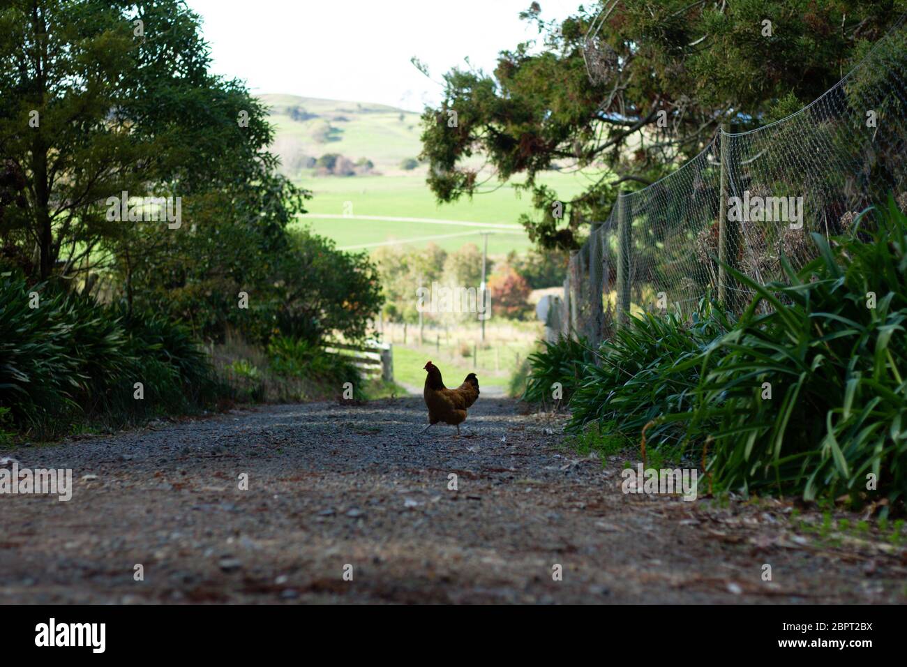 A chicken on a rural driveway Stock Photo - Alamy
