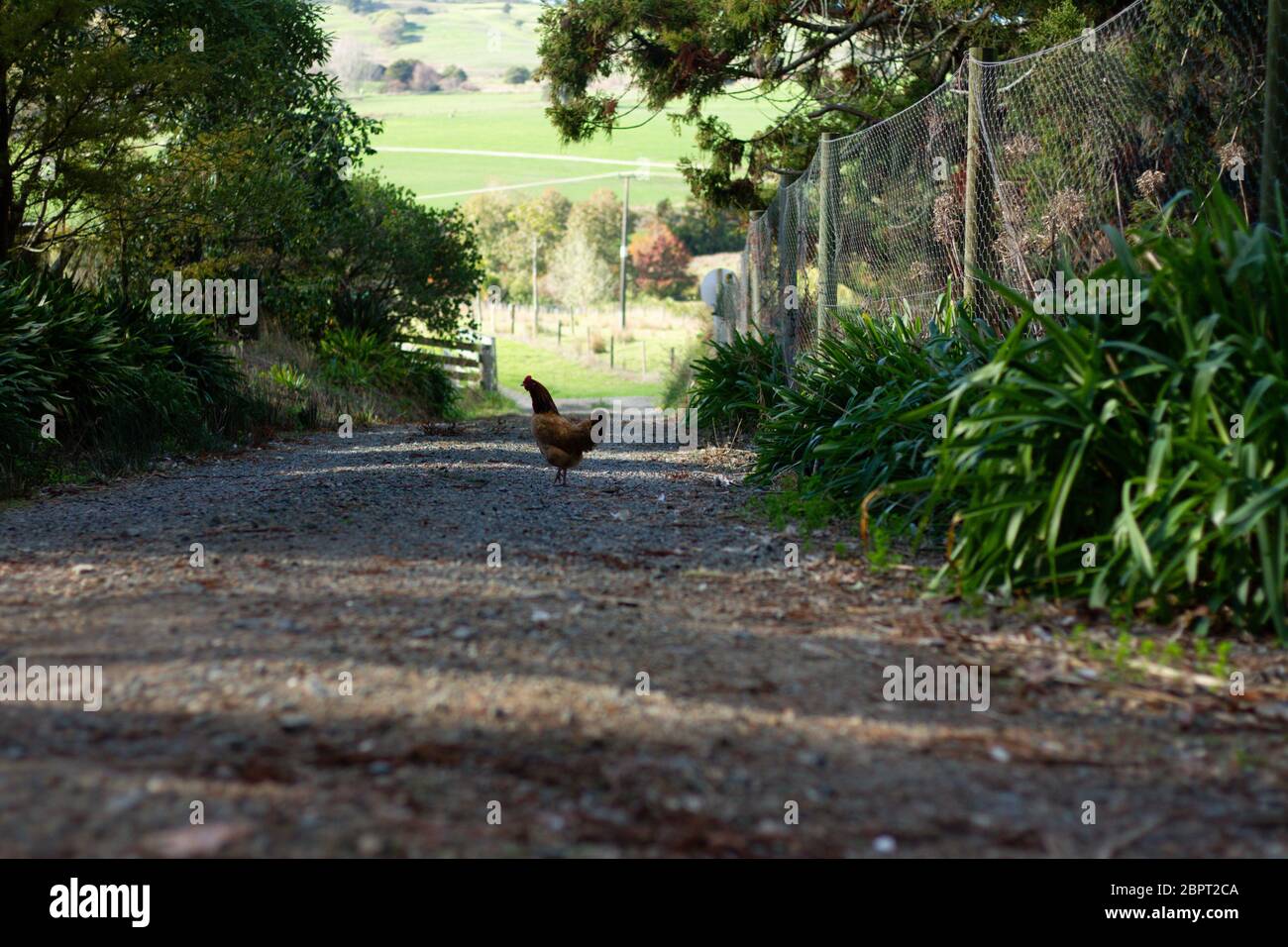 A chicken on a rural driveway Stock Photo - Alamy
