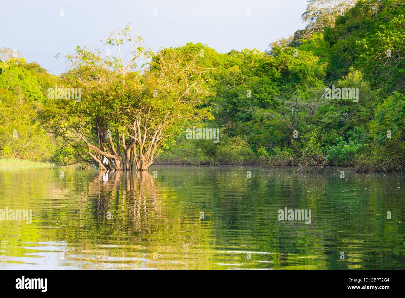 Panorama from Amazon rainforest, Brazilian wetland region. Navigable ...