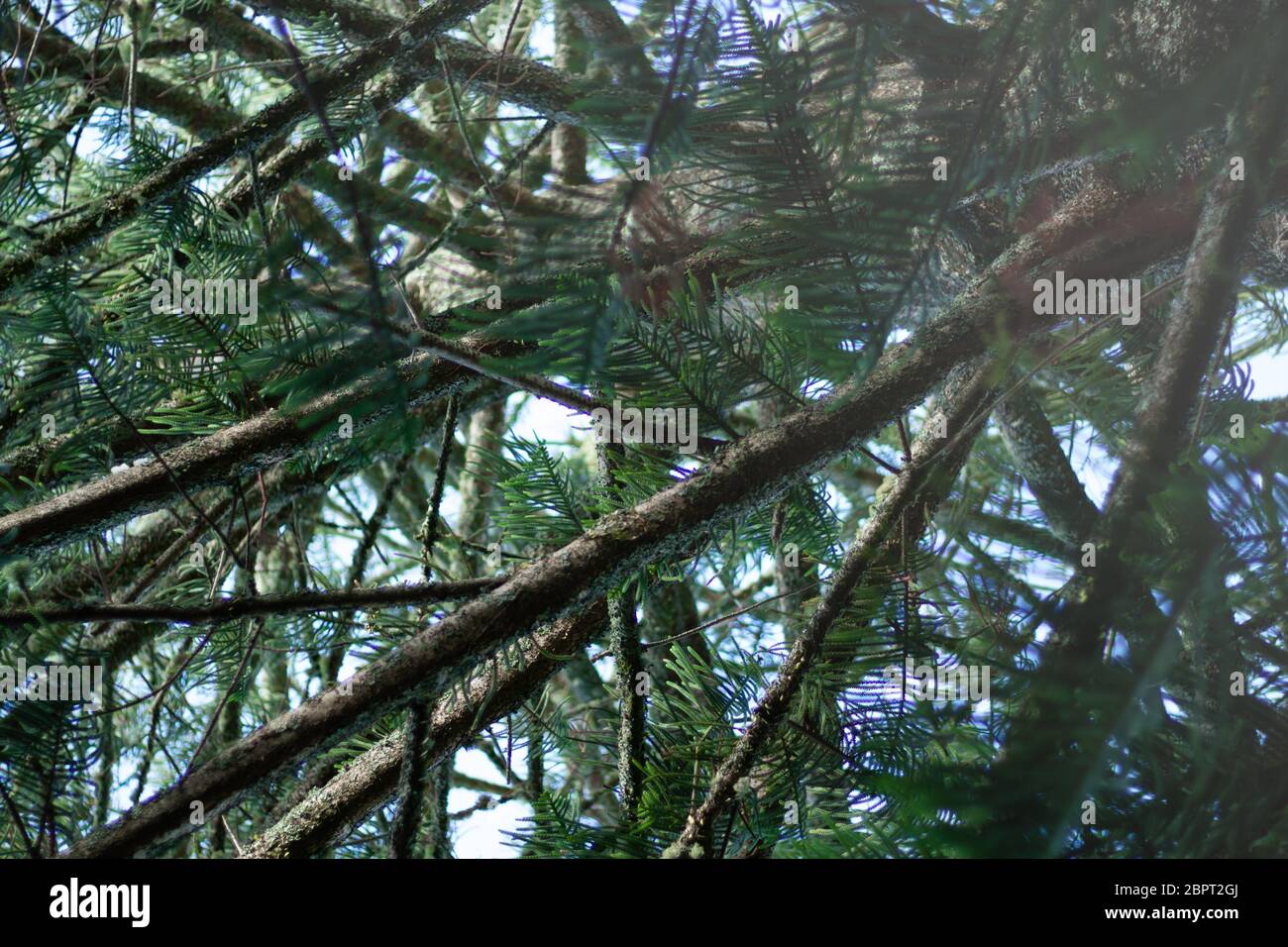 A large pine tree Stock Photo - Alamy