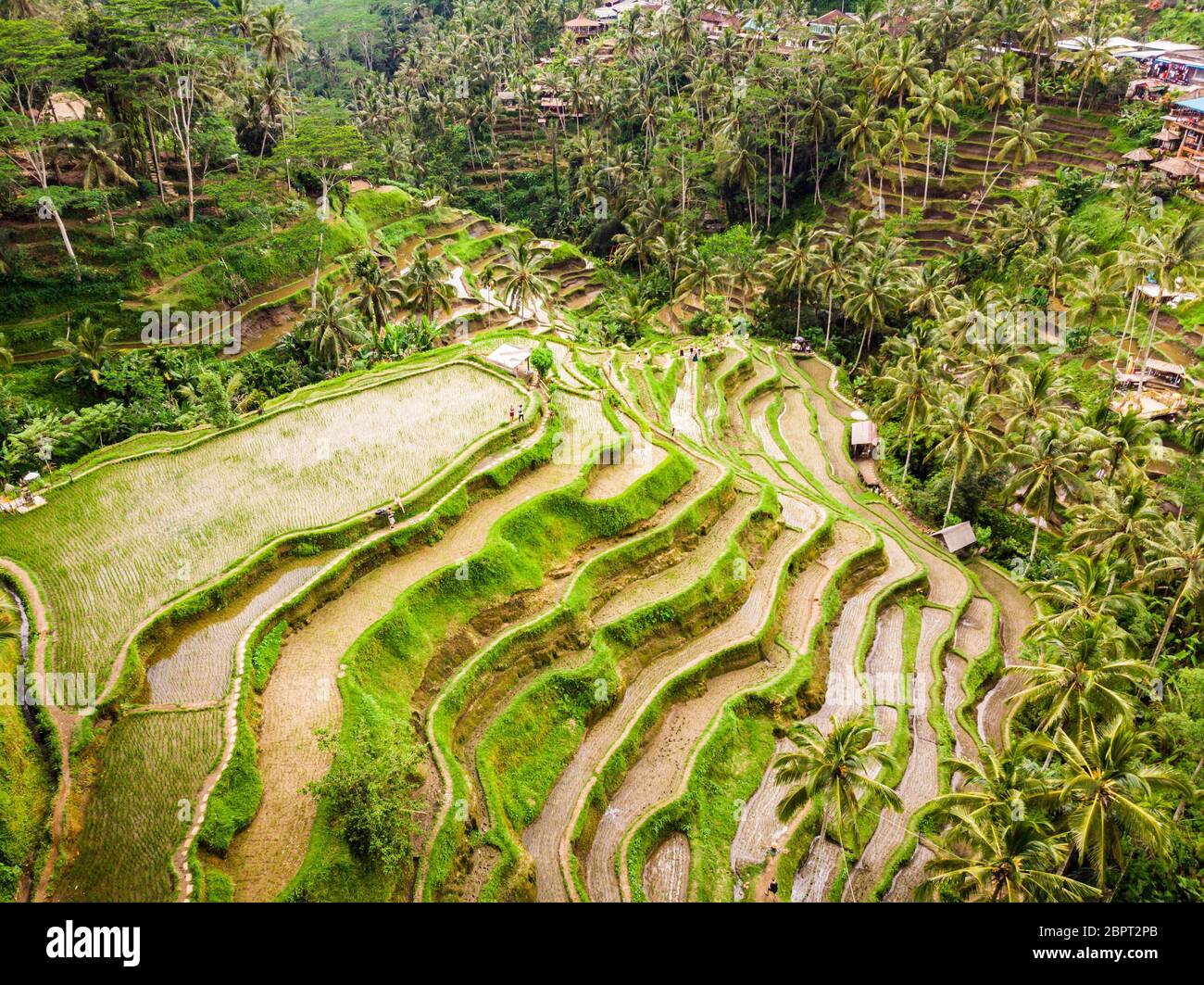 Tegalalang rice terrace drone view hi-res stock photography and images ...