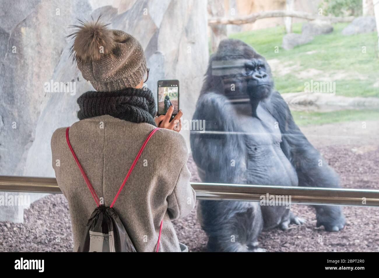 Woman taking photo of a huge silverback gorilla male behind glass in ...