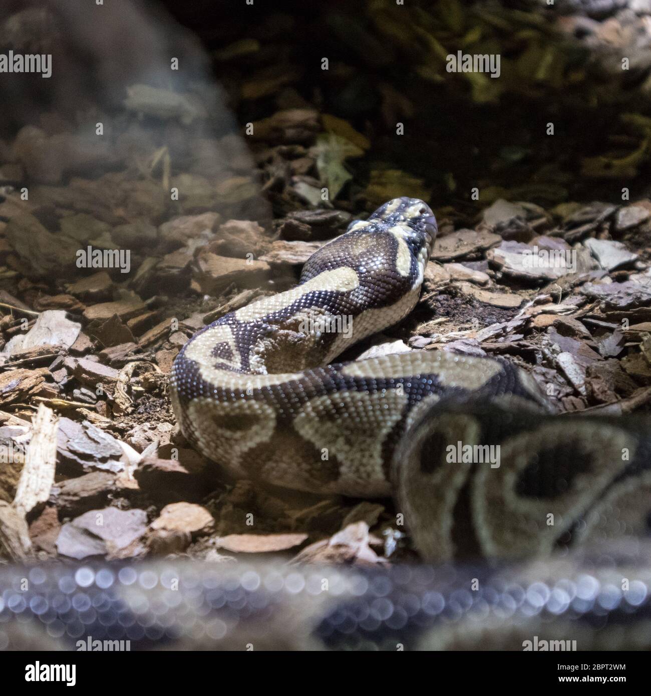 The ball python, Python regius, also known as the royal python Stock ...