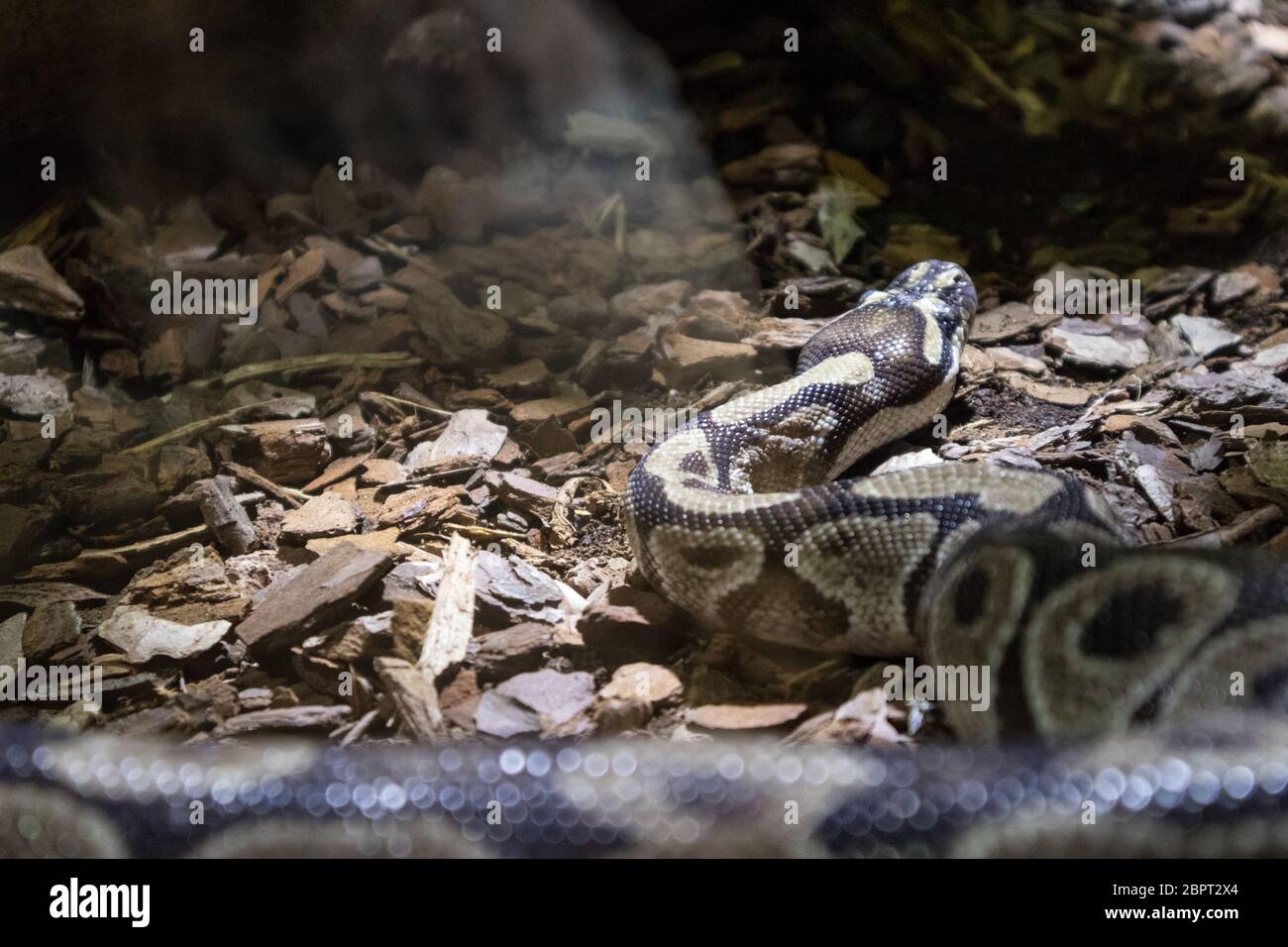 The ball python, Python regius, also known as the royal python Stock Photo - Alamy
