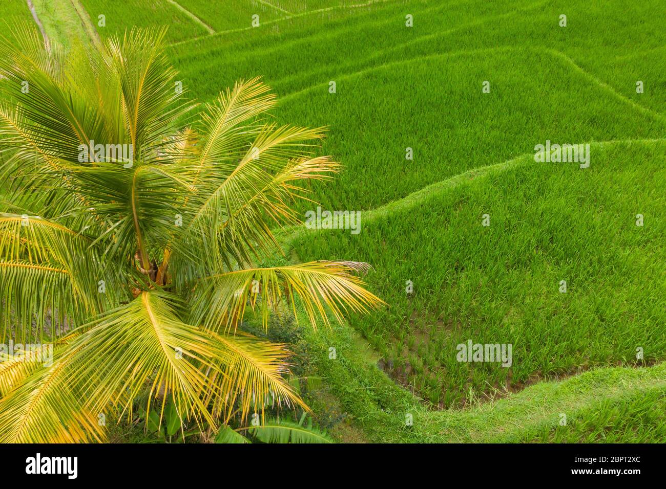Drone view of Jatiluwih rice terraces and plantation in Bali, Indonesia ...