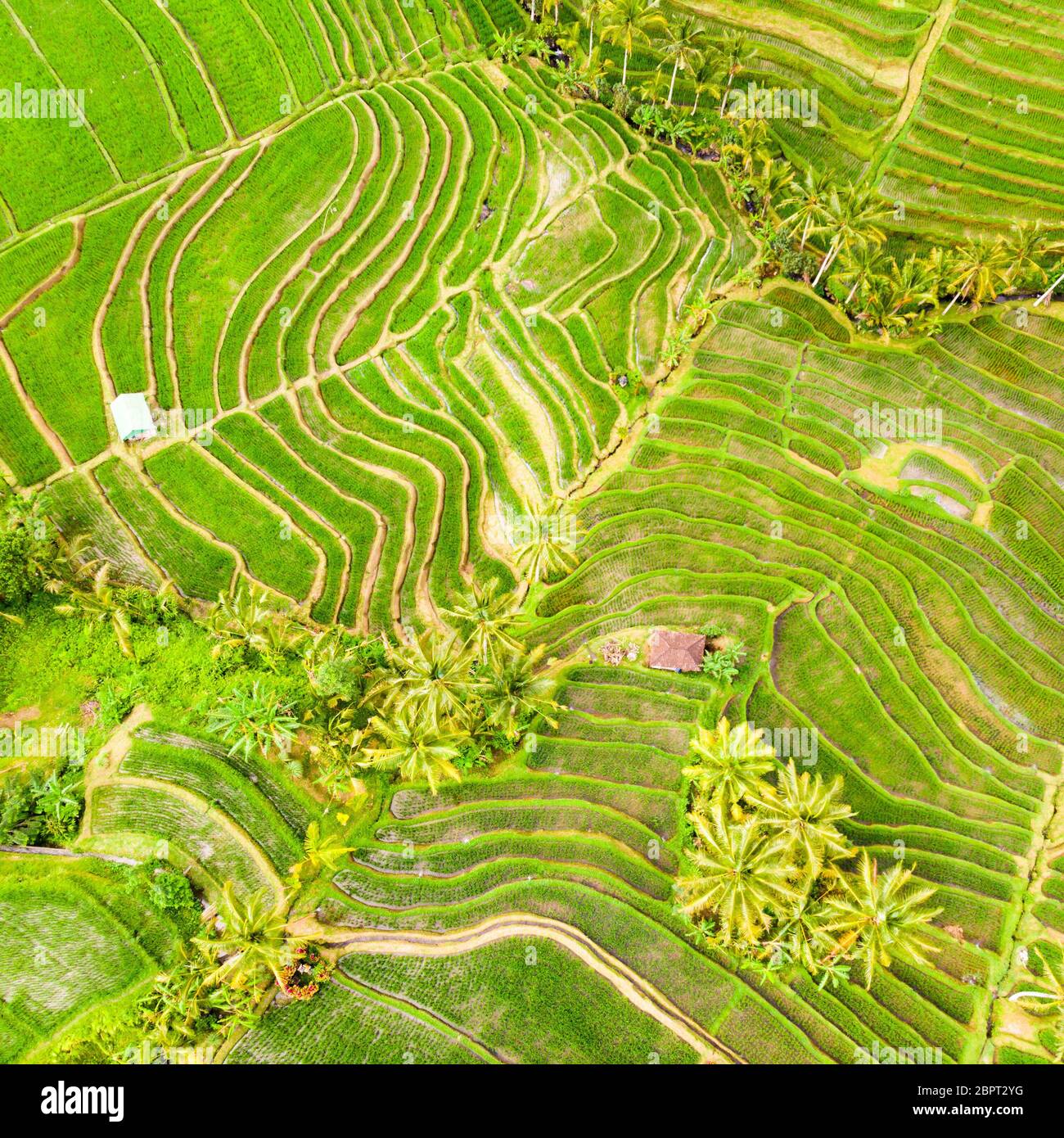 Drone view of Jatiluwih rice terraces and plantation in Bali, Indonesia ...