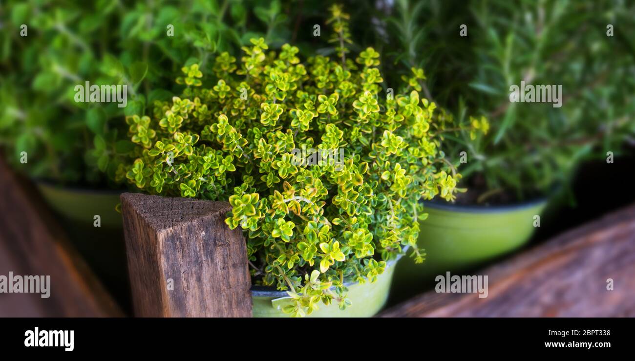 Selection of fresh aromatic culinary herbs in a wooden box Stock Photo ...