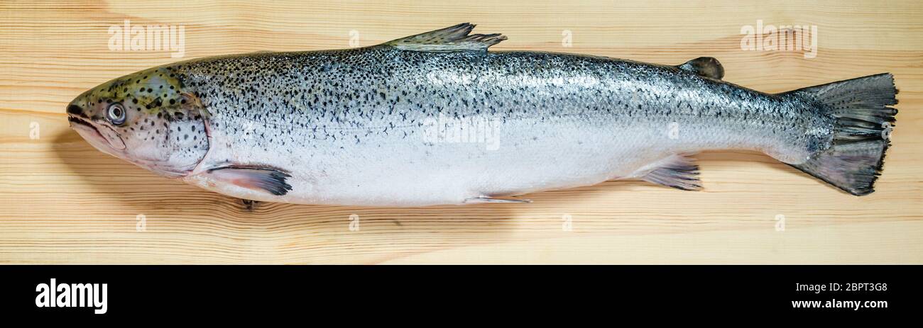 Atlantic Salmon whole fish Stock Photo - Alamy