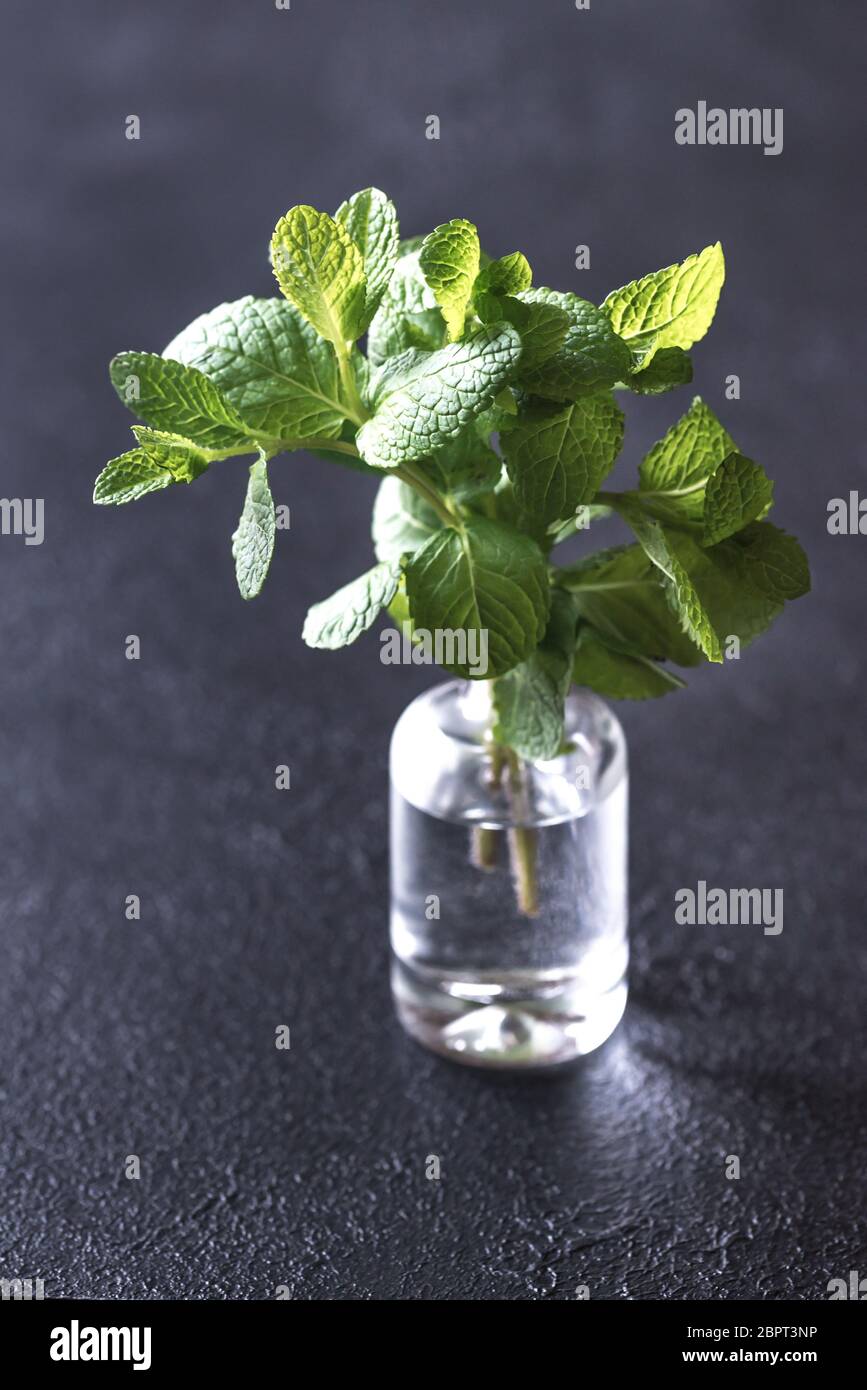 Bouquet fresh mint in vase hi-res stock photography and images - Alamy