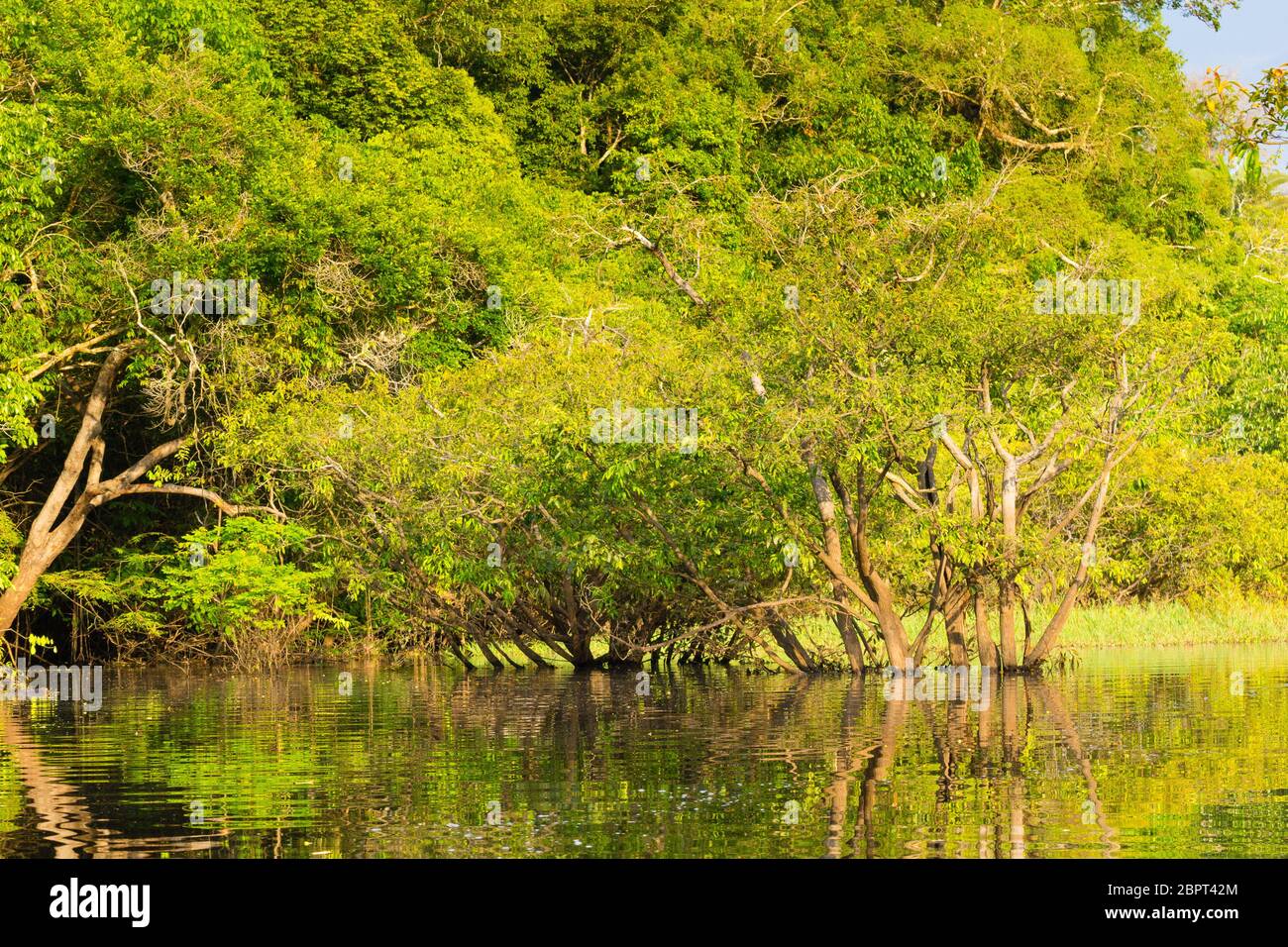 Panorama from Amazon rainforest, Brazilian wetland region. Navigable ...