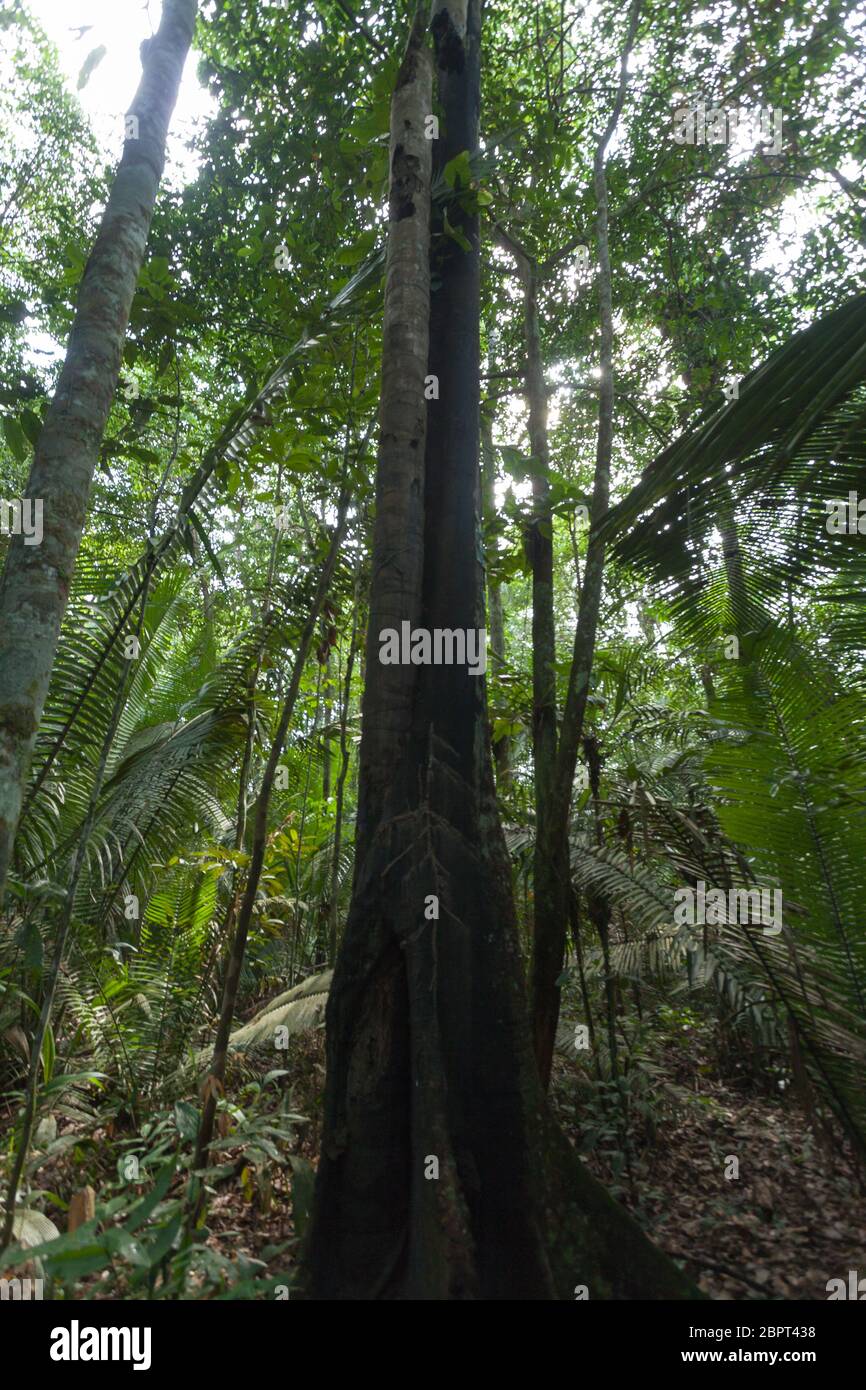 Amazon Rainforest Landmarks at Jasmine Satterwhite blog