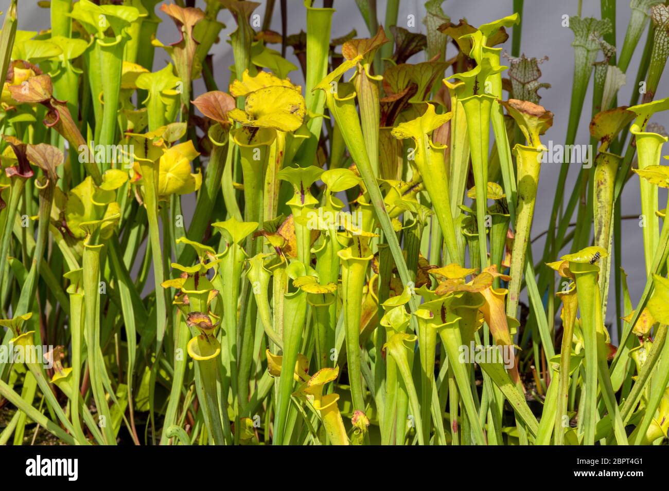 sunny illuminated closeup shot showing lots of pitcher plants Stock ...