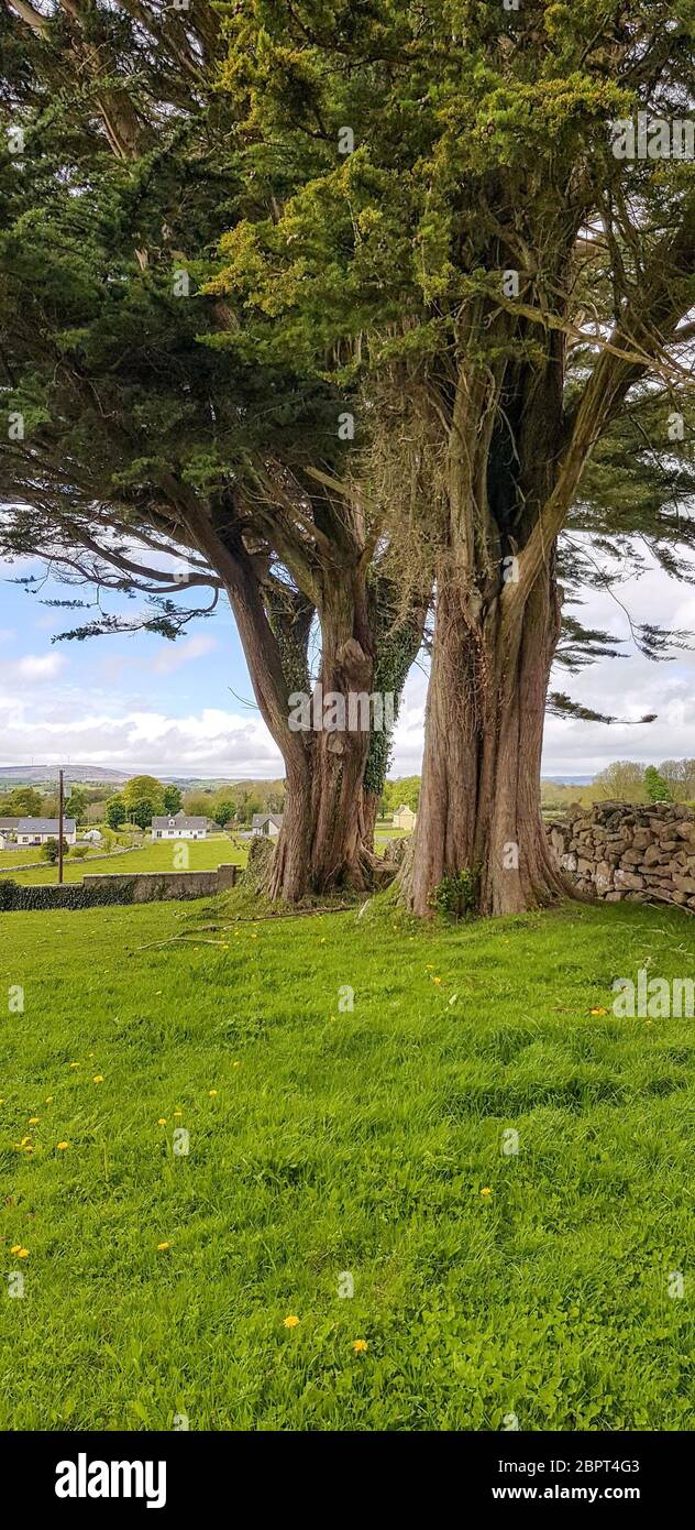 idyllic rural scenery around some trees in Connemara, a district in ...