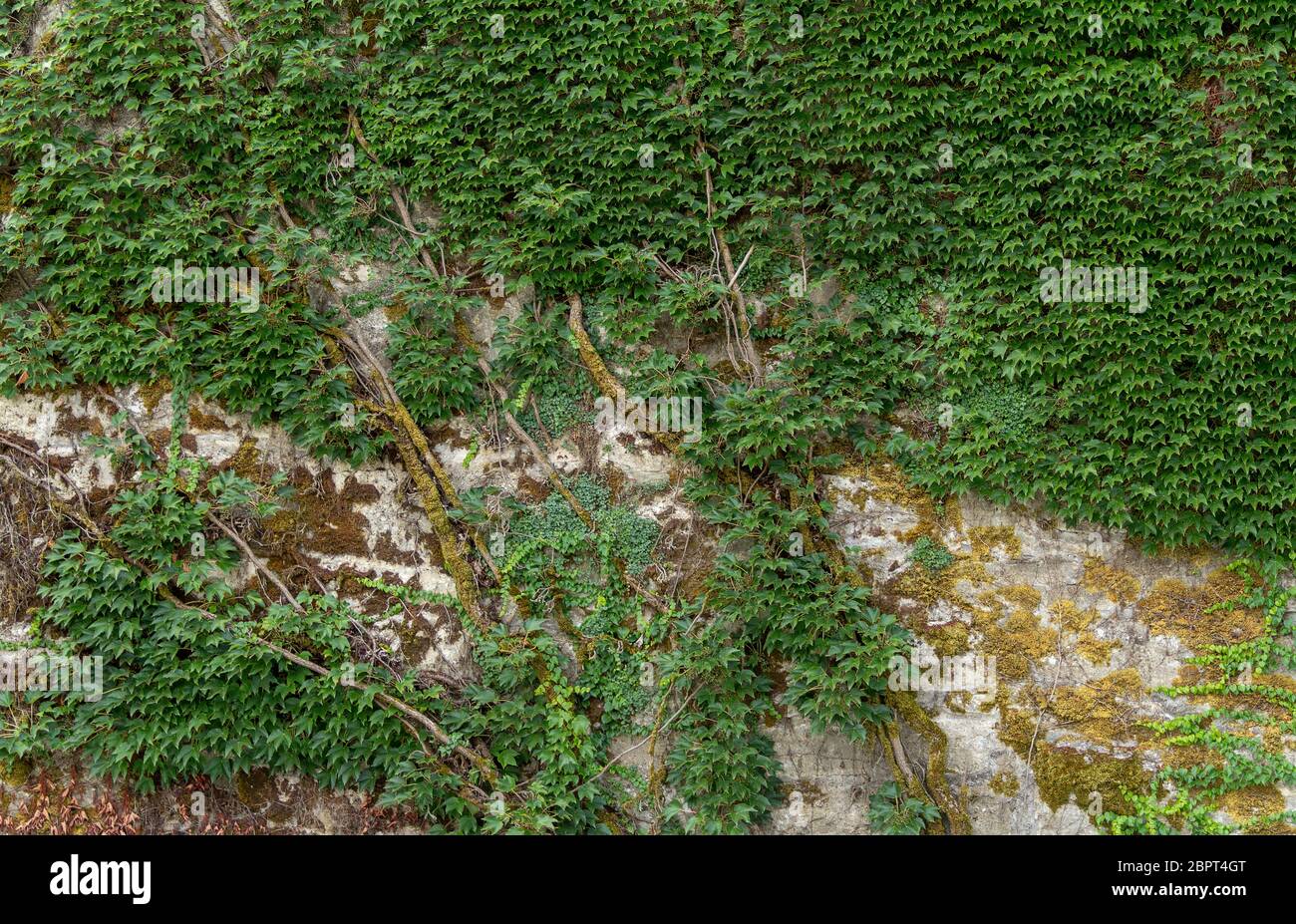 ivy plant growing on a historic stone wall Stock Photo - Alamy