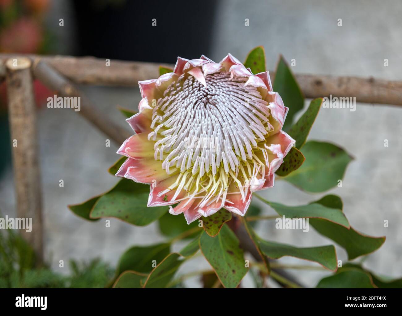 King protea or protea cynaroides the national flower of South Africa ...