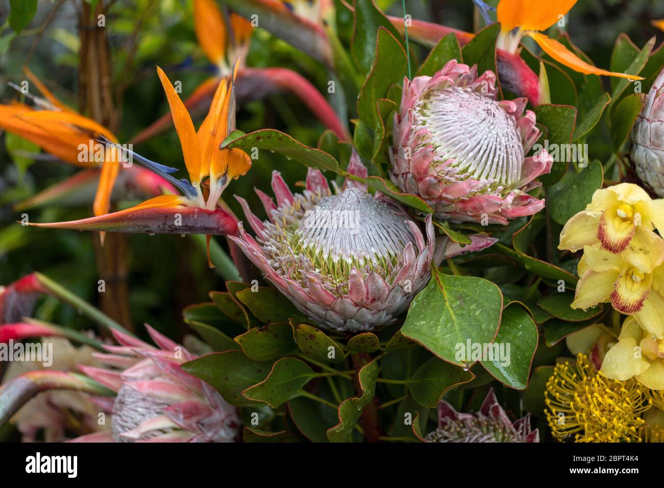 Beauty floristic decoration with colorful tropical flowers Stock Photo ...