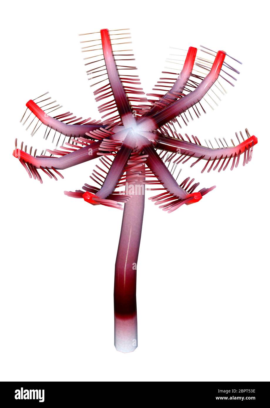 3D rendering of a red crinoid isolated on white background Stock Photo ...