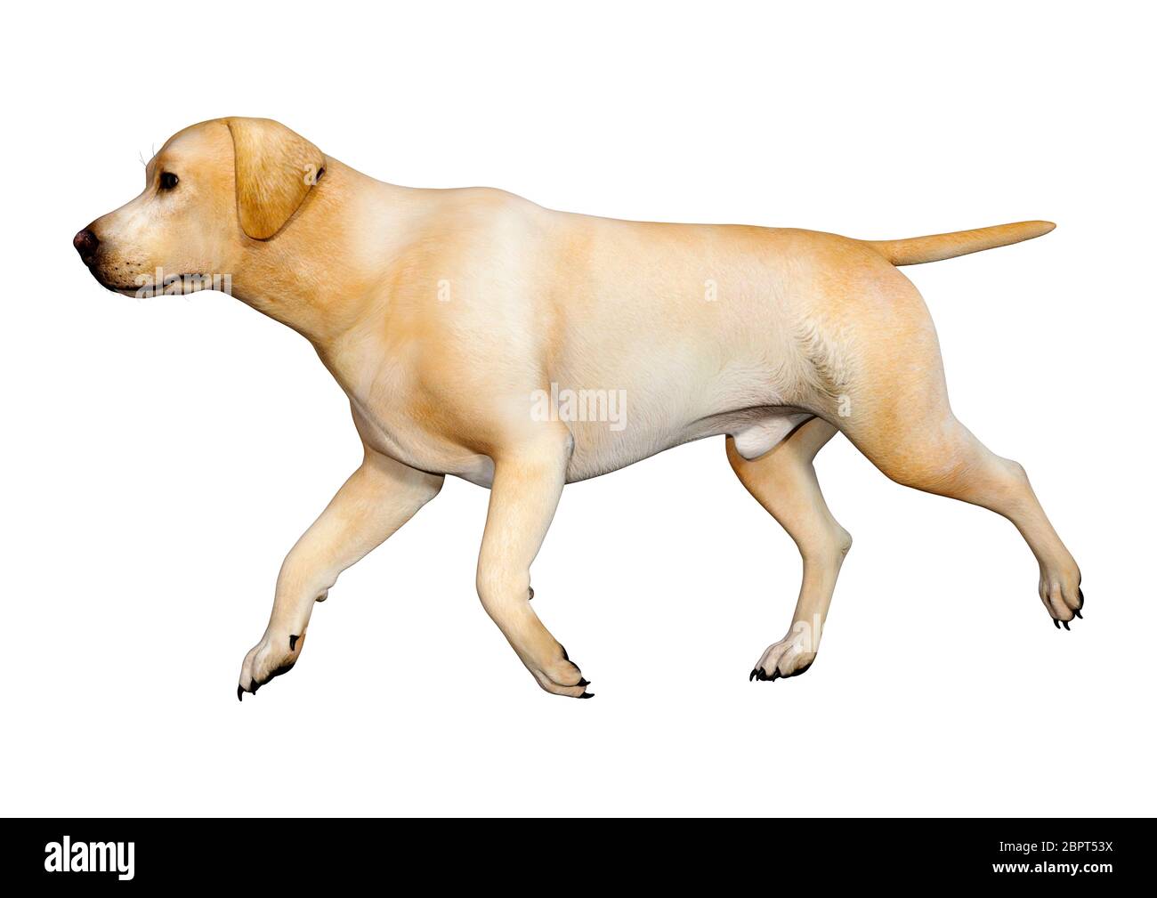 3D rendering of a yellow labrador dog isolated on white background ...