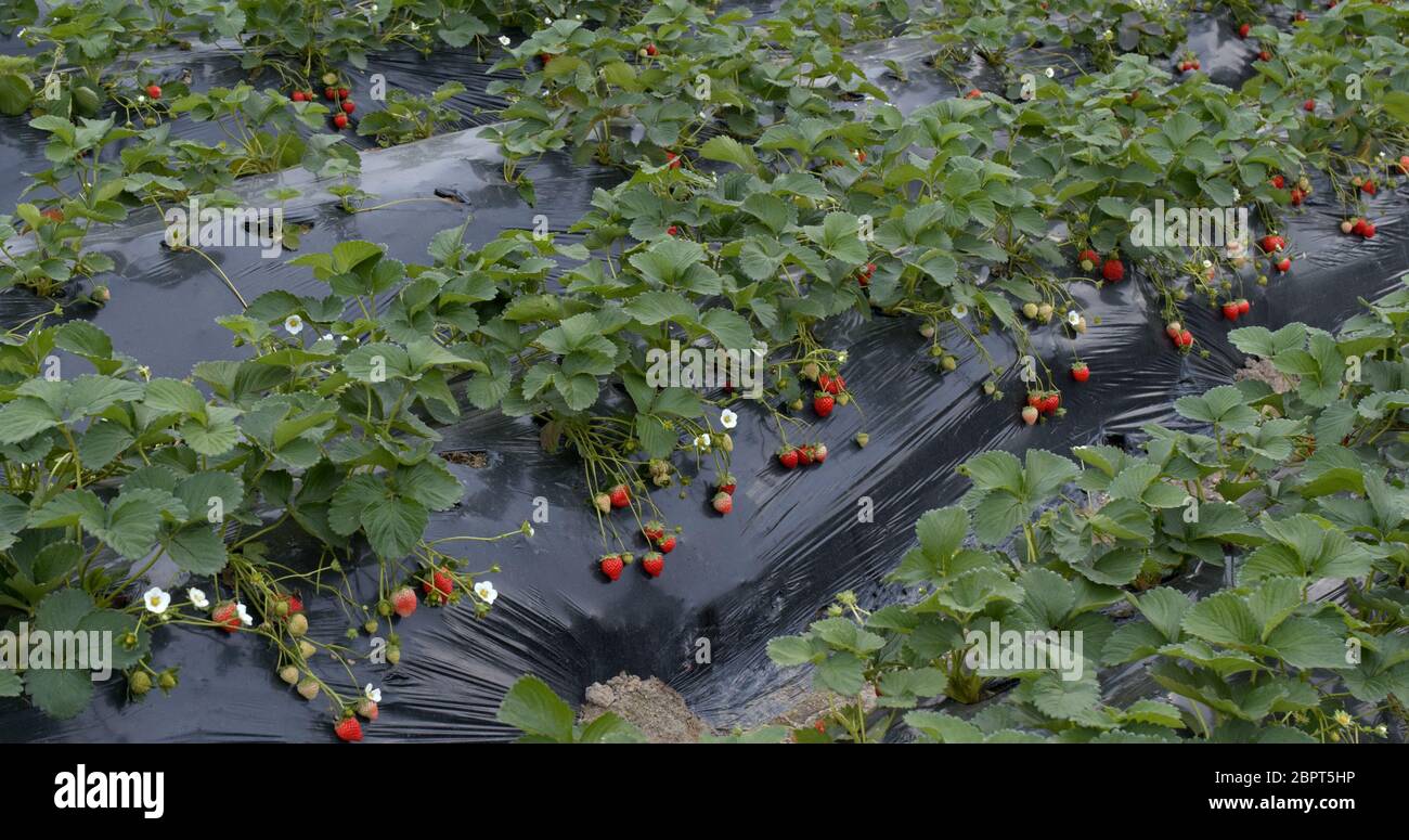 Fresh Strawberry farm Stock Photo - Alamy