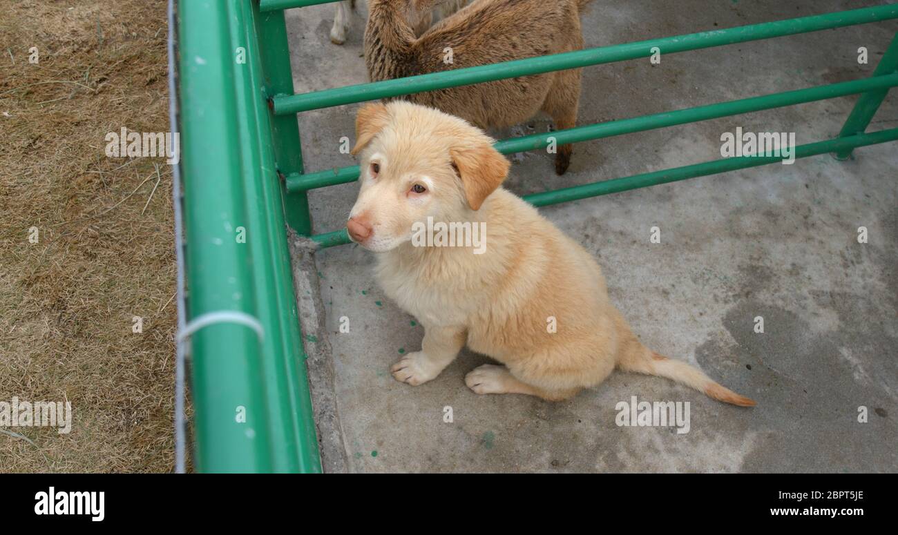 Little puppy in the farm Stock Photo - Alamy
