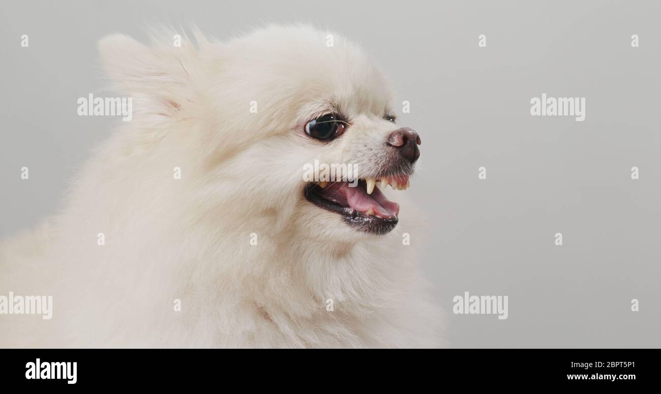 Pomeranian dog feeling angry Stock Photo - Alamy