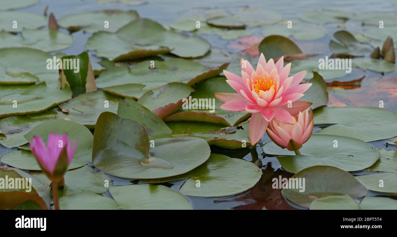 Beautiful lotus flower pond Stock Photo - Alamy