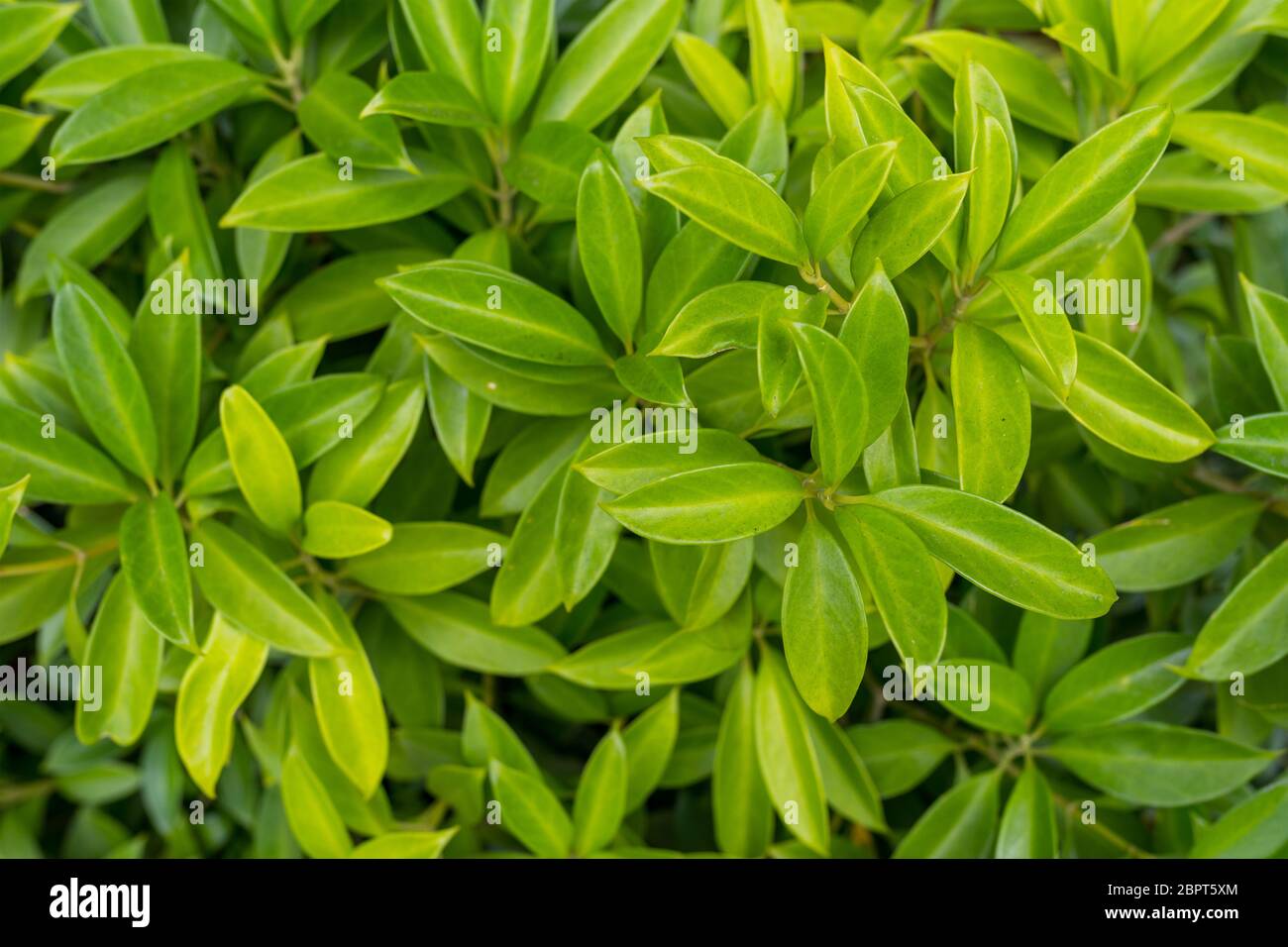 Top view of green plant Stock Photo - Alamy