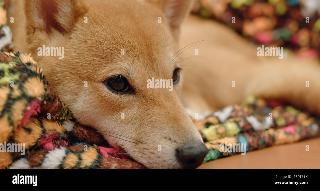 Shiba inu sleep at home Stock Photo - Alamy