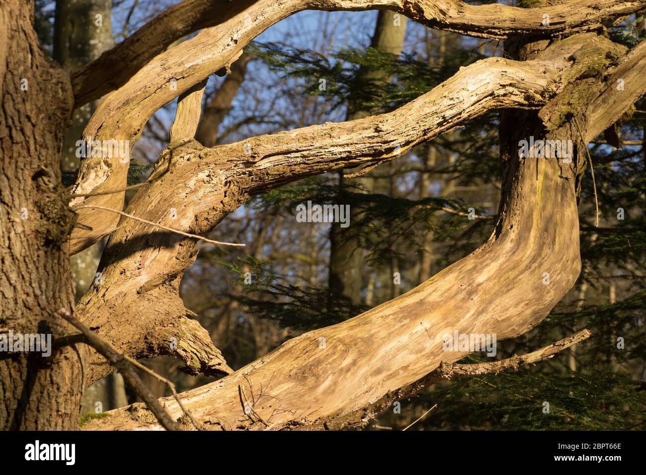close up of old branches on tree, with blurred background and blue sky ...