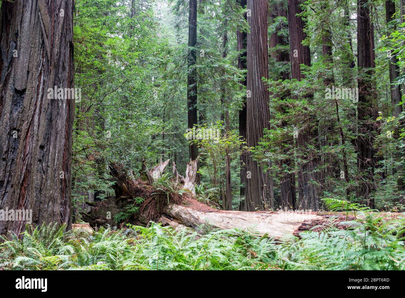 Beautiful forest of giant redwood trees in Humboldt Redwoods State Park ...