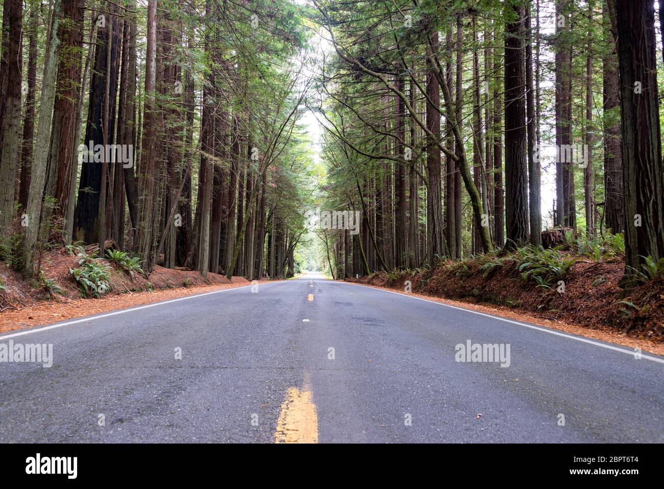 View of a road passing through Humboldt Redwoods State Park with ...