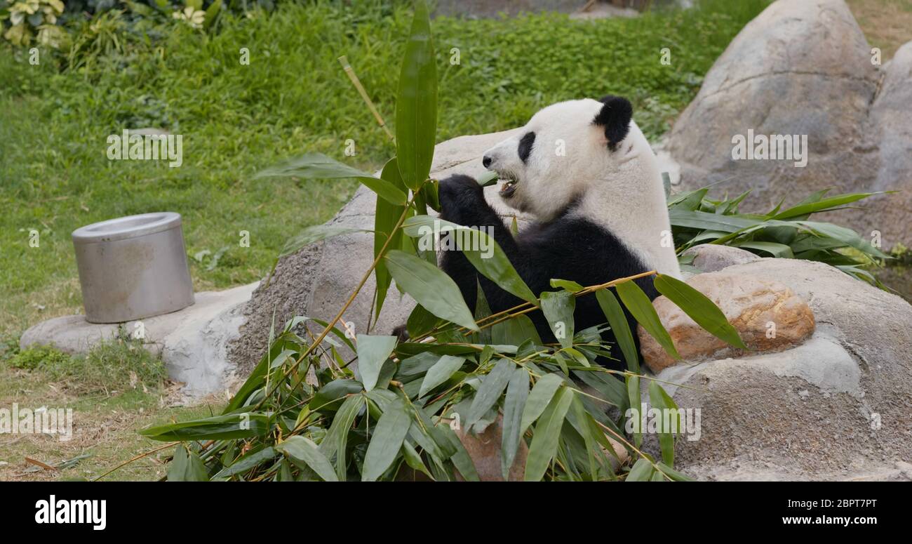 Panda eat eating food hungry hi-res stock photography and images - Alamy