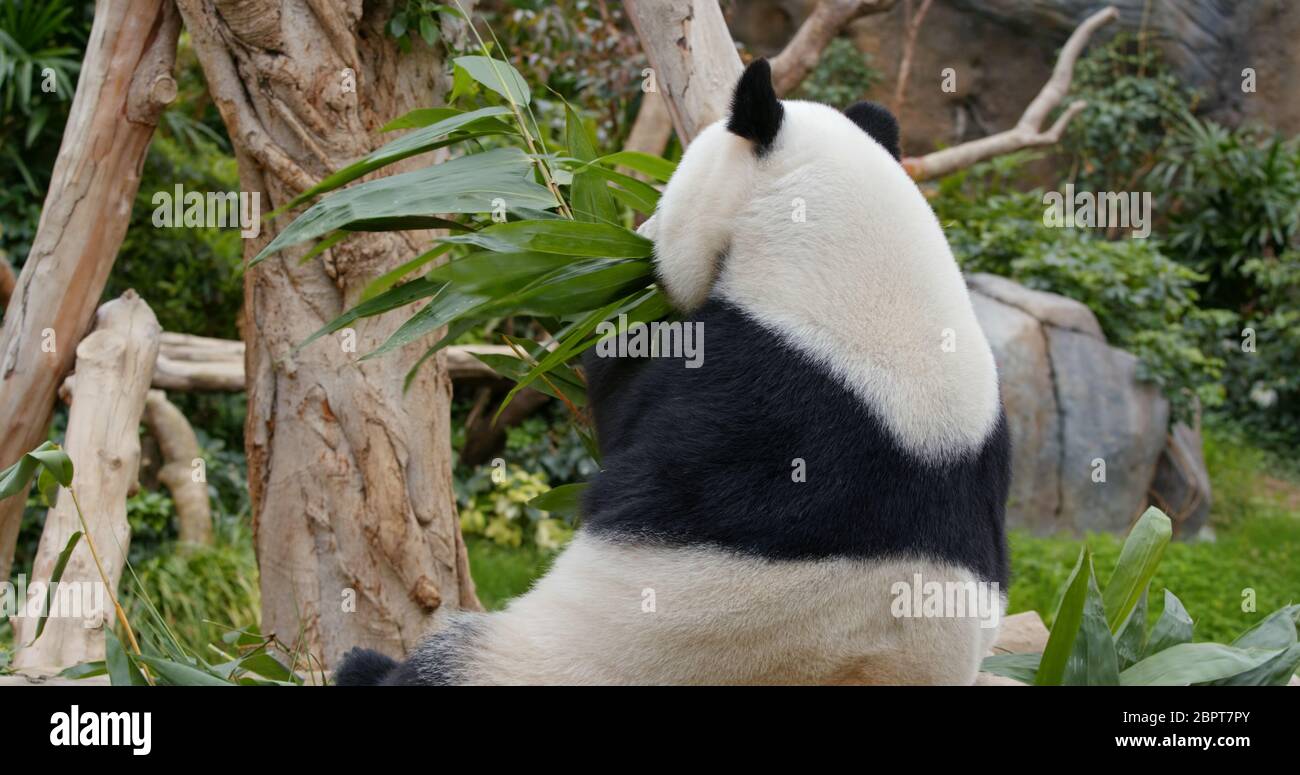 Panda eat eating food hungry hi-res stock photography and images - Alamy