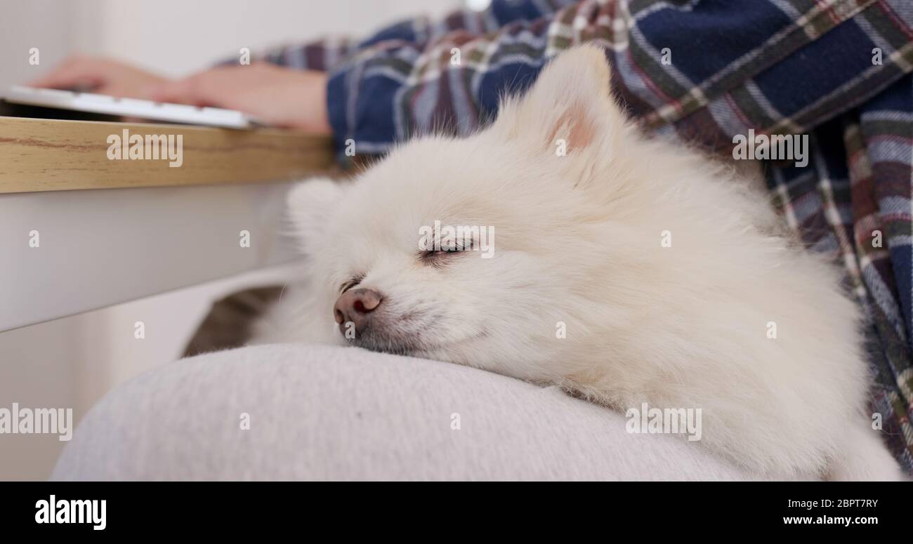 Pomeranian dog sleep on woman legs Stock Photo - Alamy