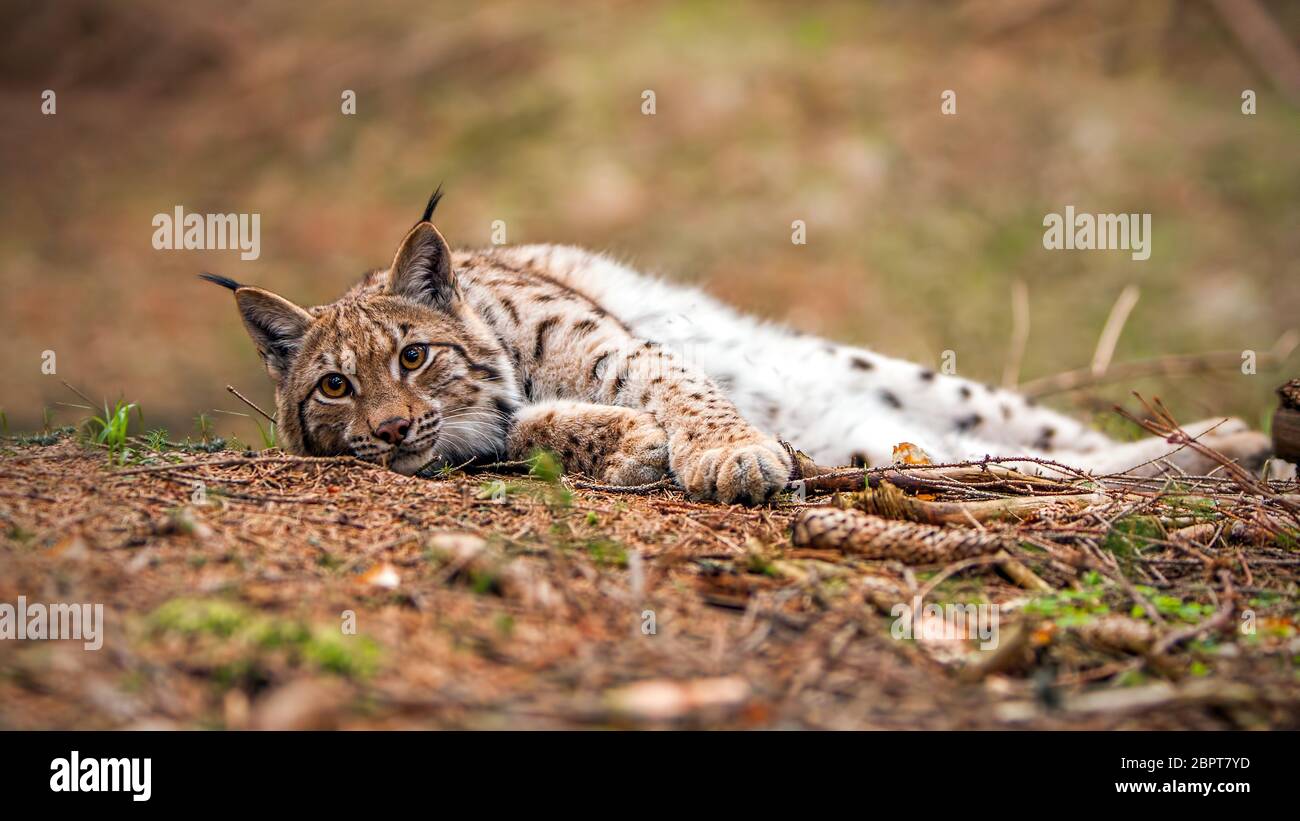 Eurasian lynx, lynx lynx, laying on the ground in autumn forest with ...
