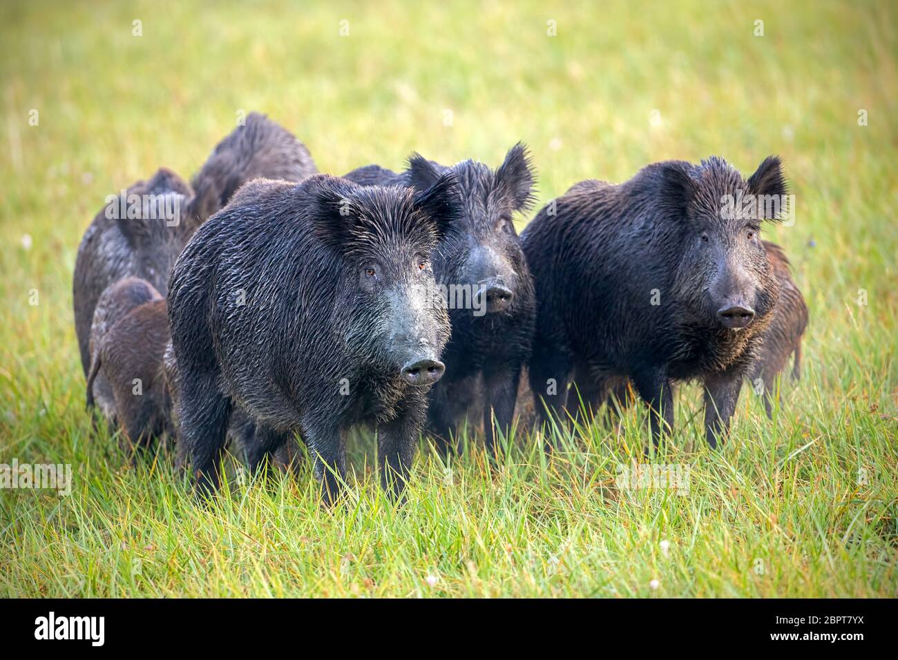 Numerous herd of wild animals in nature. Wild boars, sus scrofa, on a ...