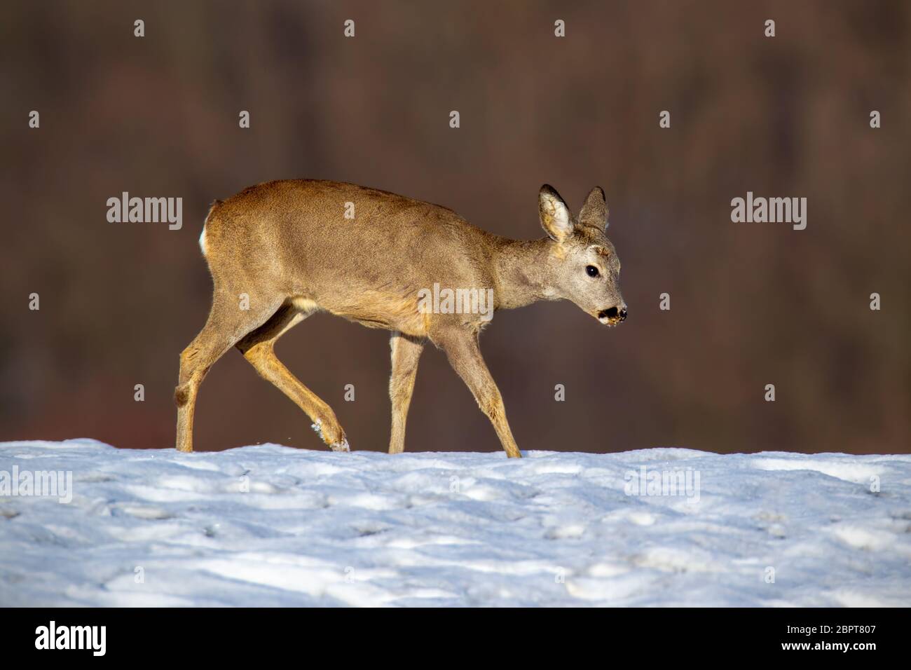 Starving deer hi-res stock photography and images - Alamy